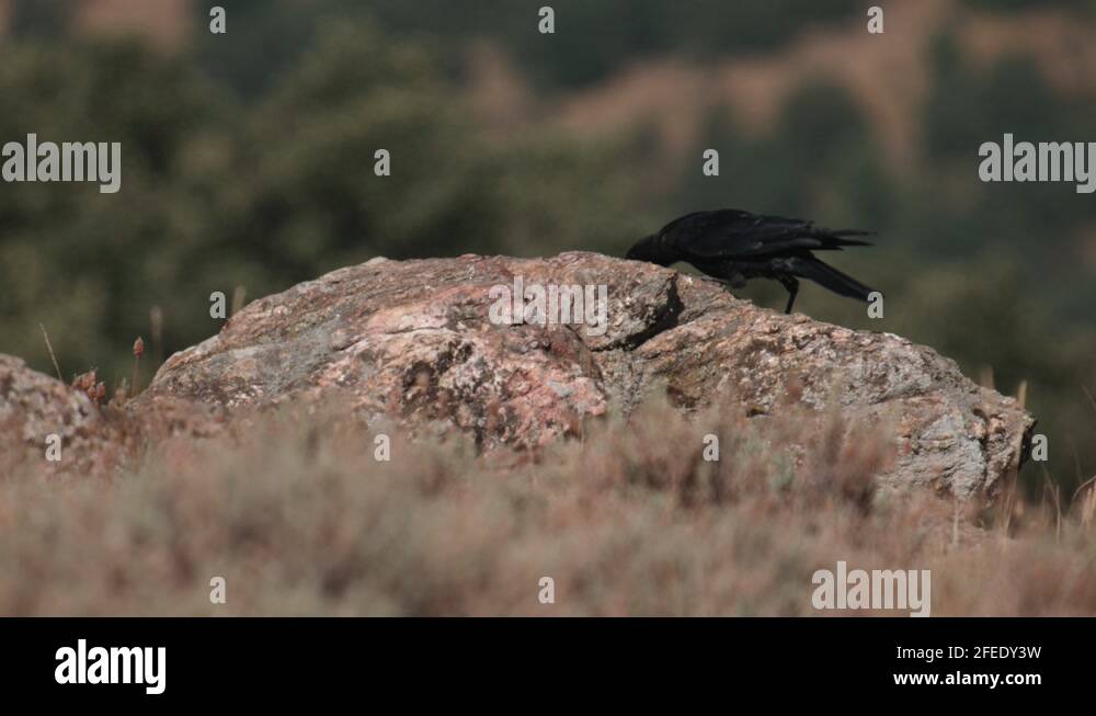 Crow eat meat Stock Videos & Footage - HD and 4K Video Clips - Alamy