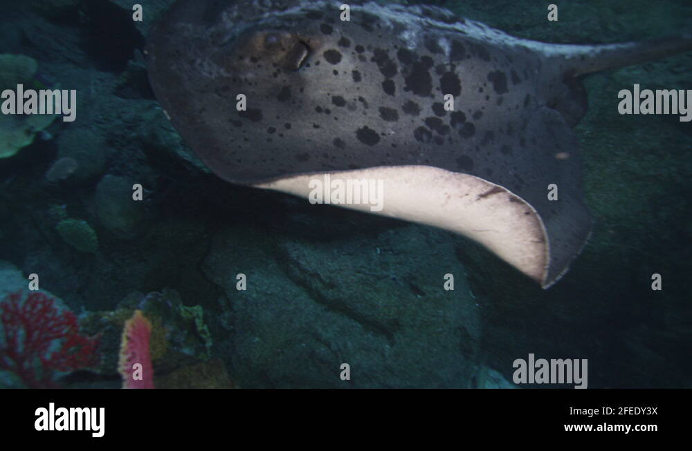 A magnificent reticulate whip ray or honeycomb stingray is one of the ...