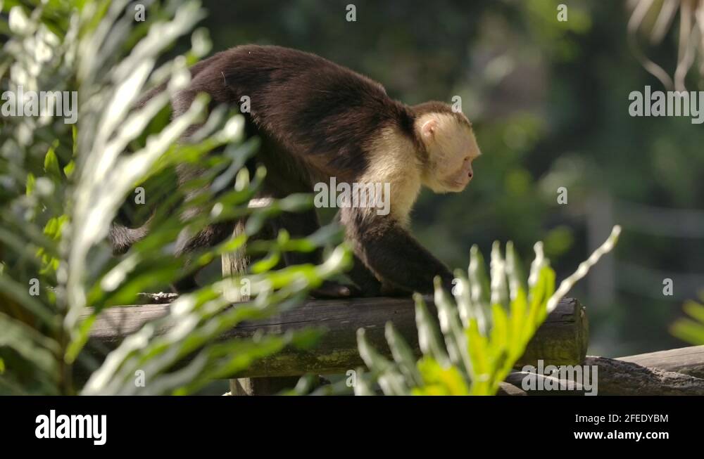 Capuchin monkey family Stock Videos & Footage - HD and 4K Video Clips ...
