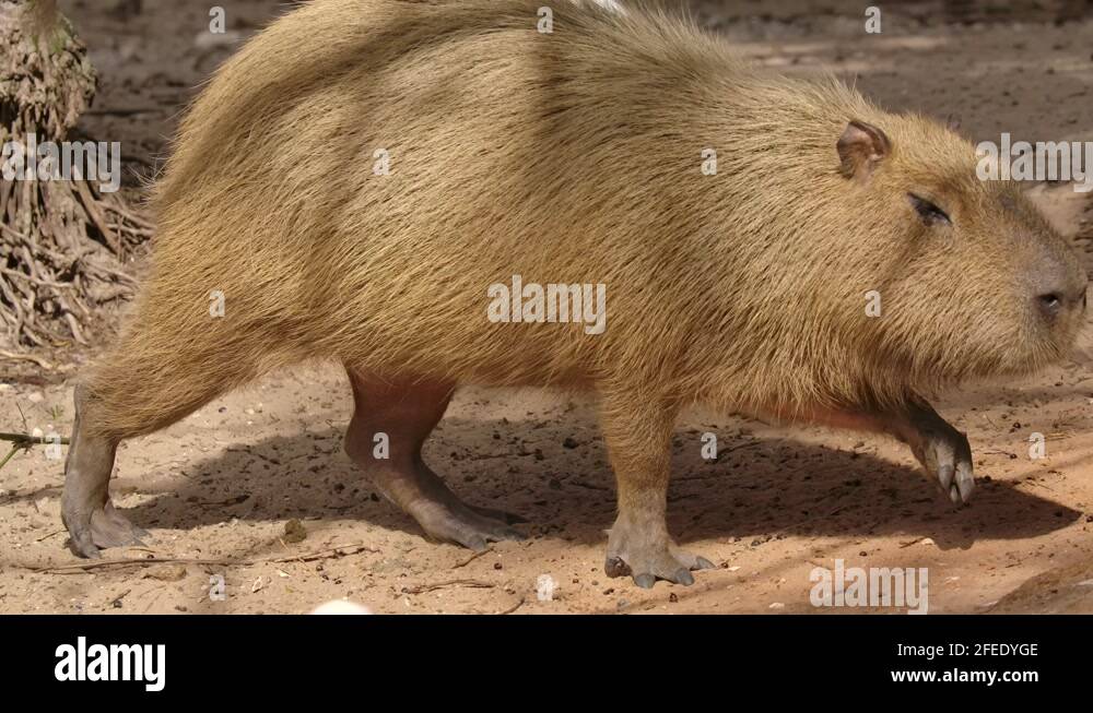 Capybara bird Stock Videos & Footage - HD and 4K Video Clips - Alamy