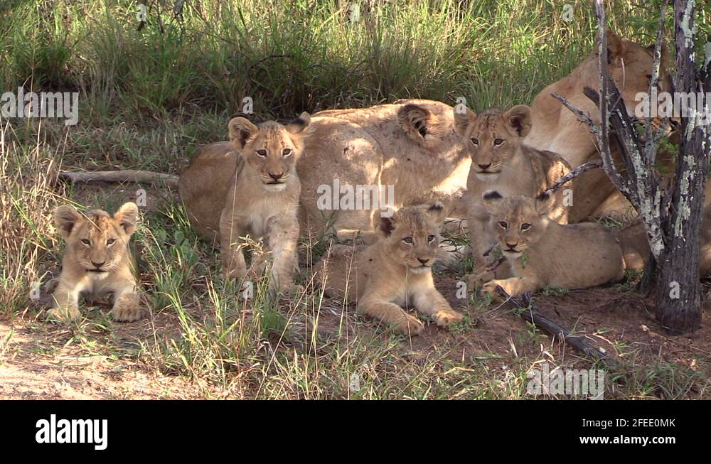 Maternal behavior wild animals Stock Videos & Footage - HD and 4K Video ...