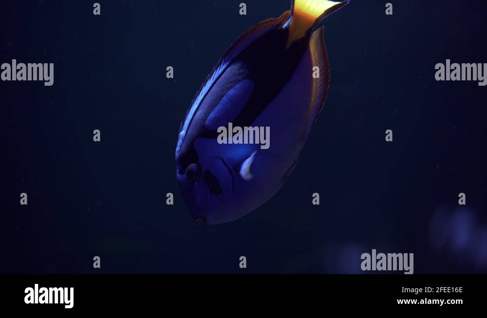 Paracanthurus swimming Stock Videos & Footage - HD and 4K Video Clips ...