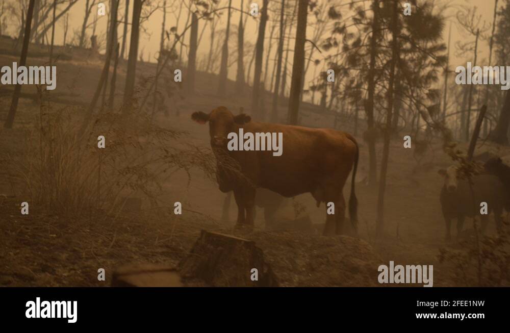 Major wildlife Stock Videos & Footage - HD and 4K Video Clips - Alamy