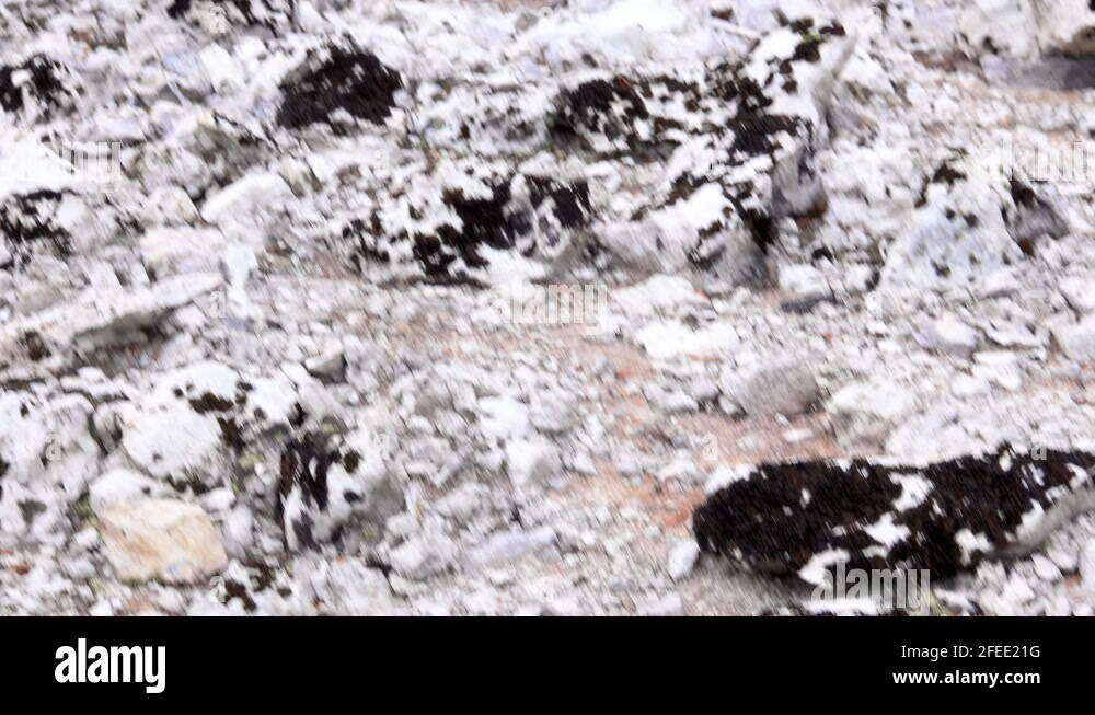 Dark lichen Stock Videos & Footage - HD and 4K Video Clips - Alamy