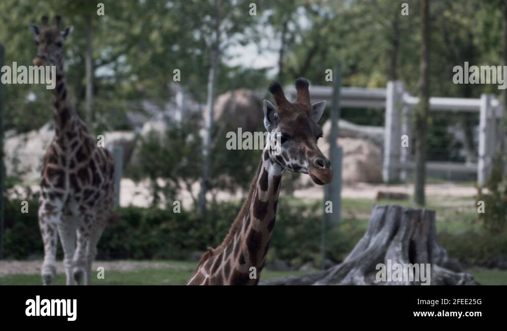Zoo canada quebec Stock Videos & Footage - HD and 4K Video Clips - Alamy