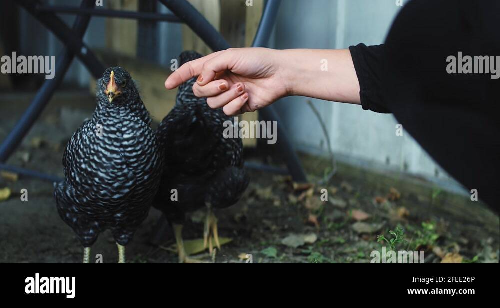 Curious young hen Stock Videos & Footage - HD and 4K Video Clips - Alamy