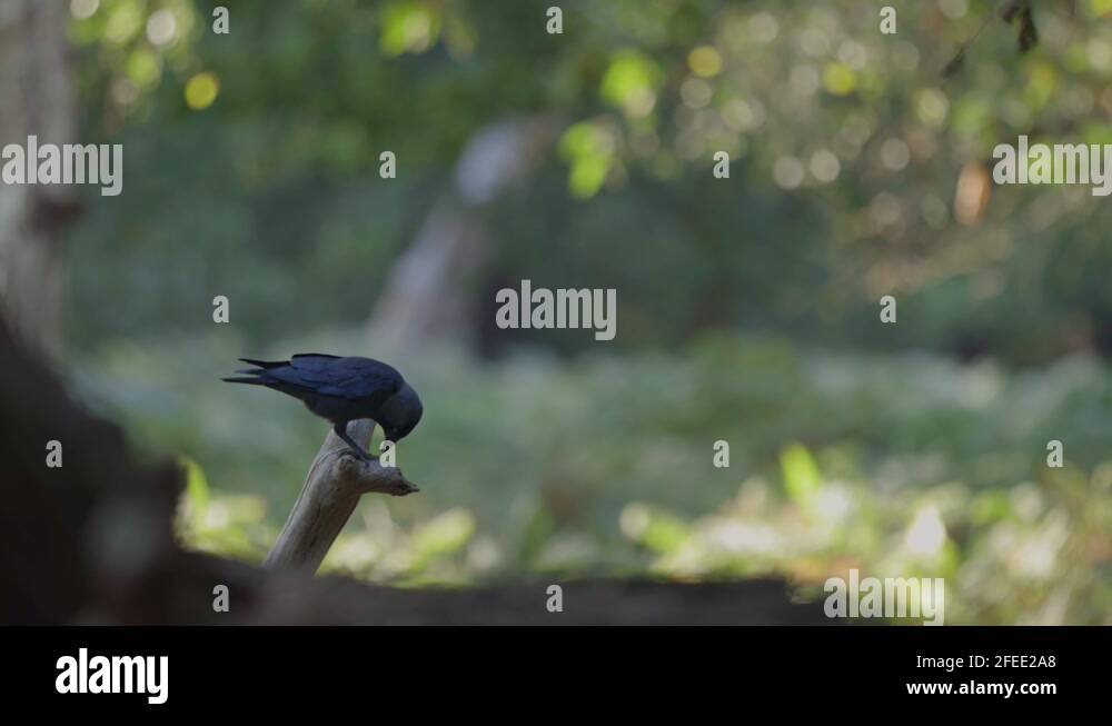 Lonely Jackdaw bird sitting and pecking on tree stump in British ...