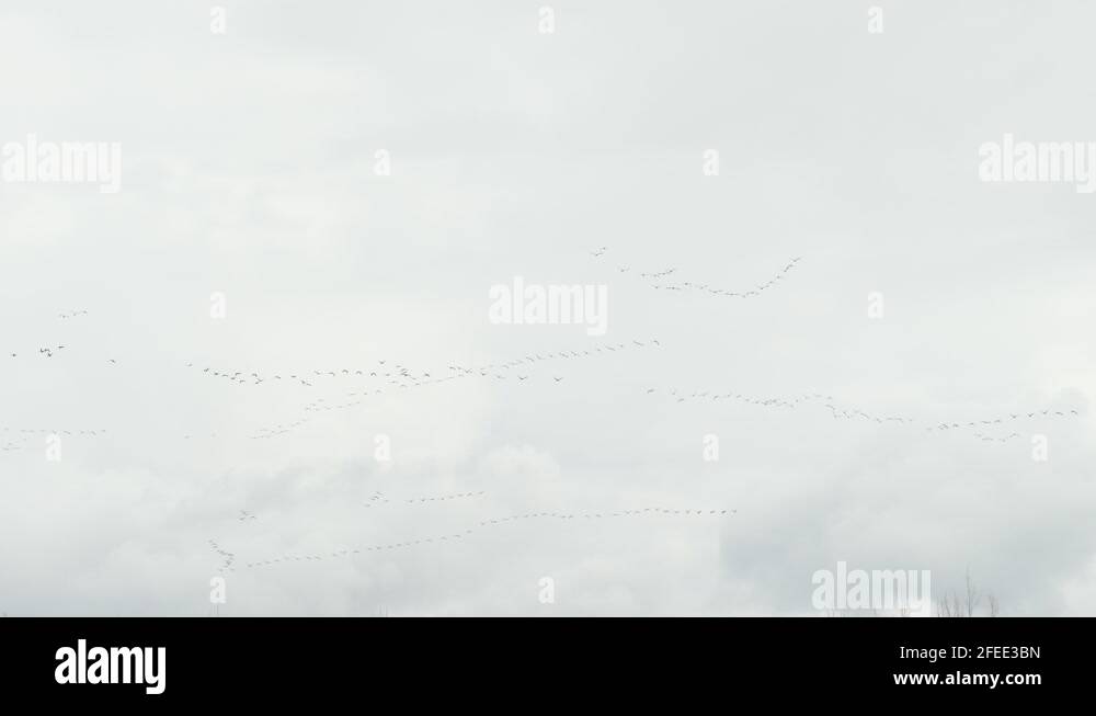 V shape flying birds Stock Videos & Footage - HD and 4K Video Clips - Alamy