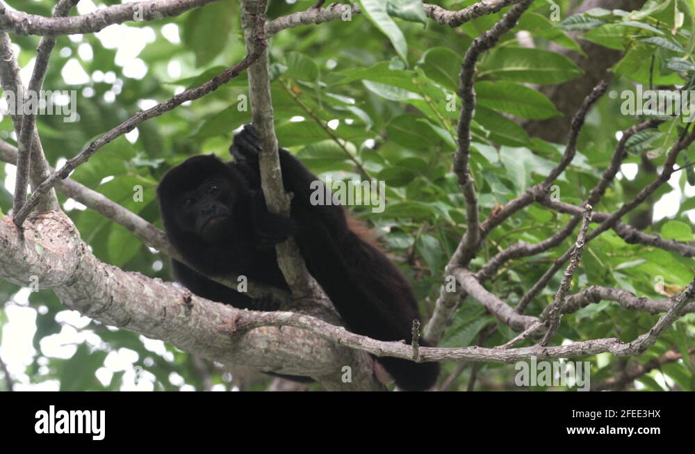 Monkey munching Stock Videos & Footage - HD and 4K Video Clips - Alamy