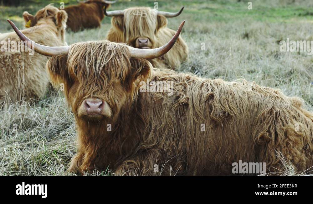 Highland cow herd Stock Videos & Footage - HD and 4K Video Clips - Alamy