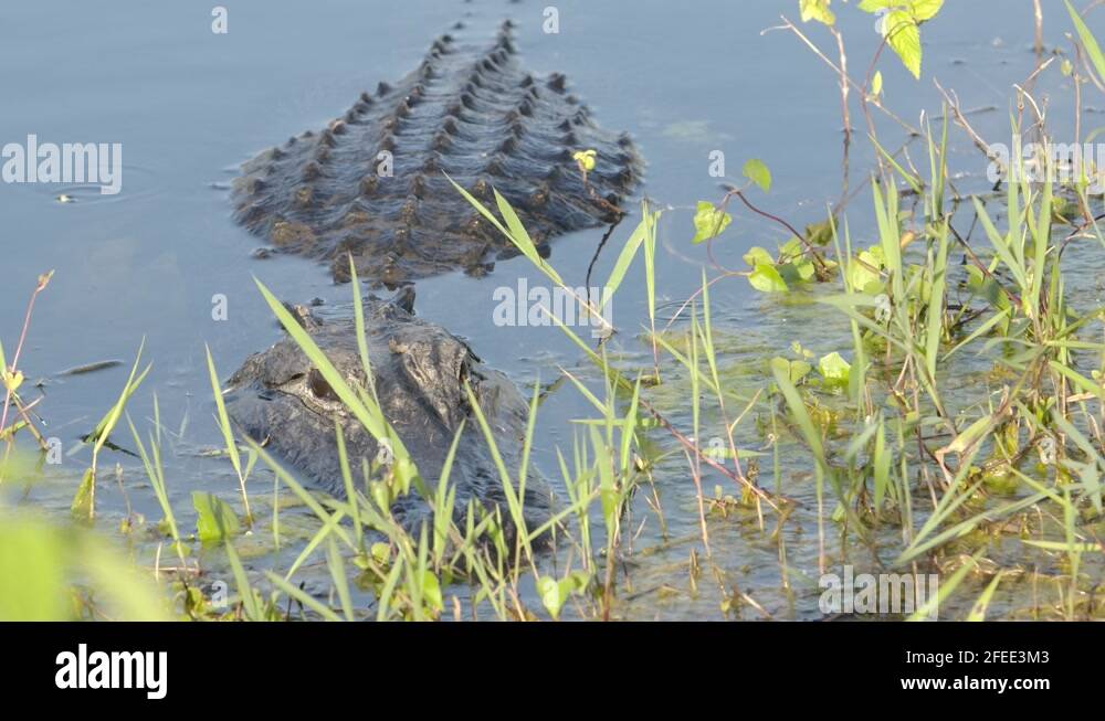 Predator waiting Stock Videos & Footage - HD and 4K Video Clips - Alamy