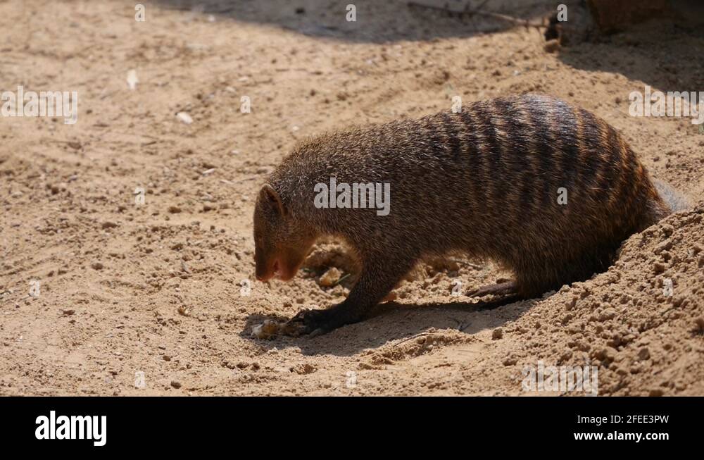 Mongoose (Mungos mungo) eating, sitting on sandy ground, medium shot ...