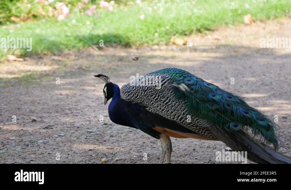 Cristatus pavo Stock Videos & Footage - HD and 4K Video Clips - Alamy