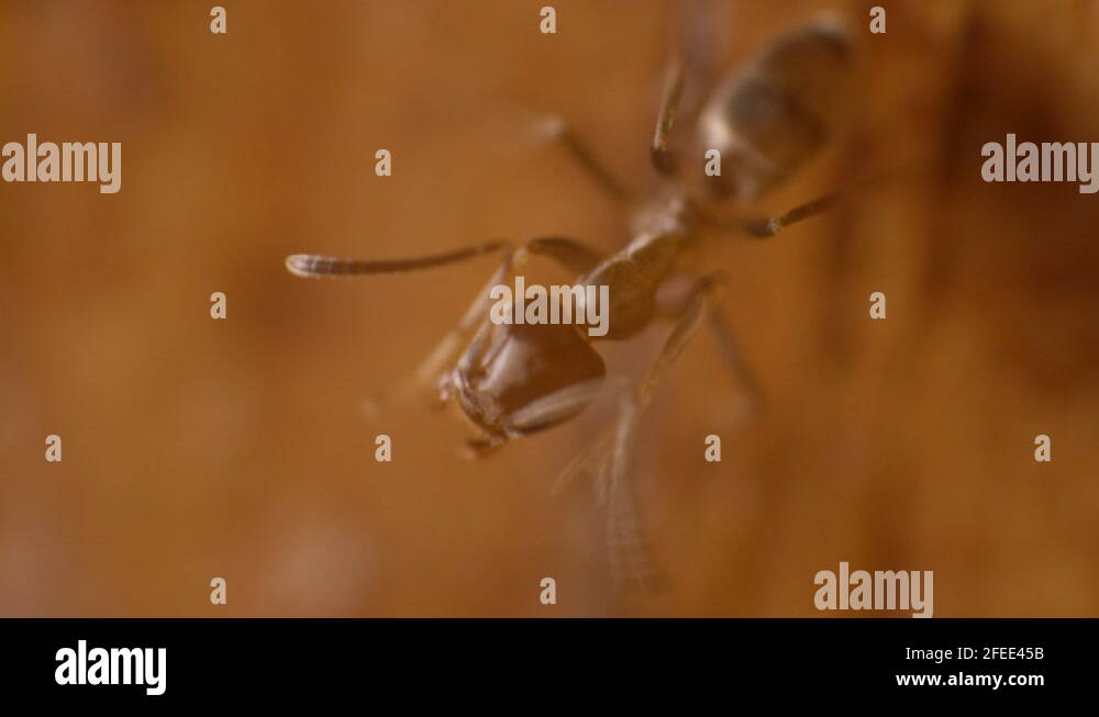 Close up of an ant cleaning its antennae. Ant cleaning itself from ...