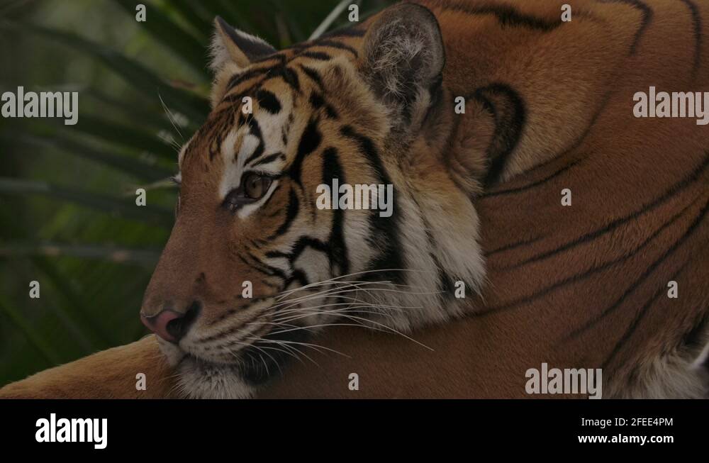 Tiger hunting prey Stock Videos & Footage - HD and 4K Video Clips - Alamy