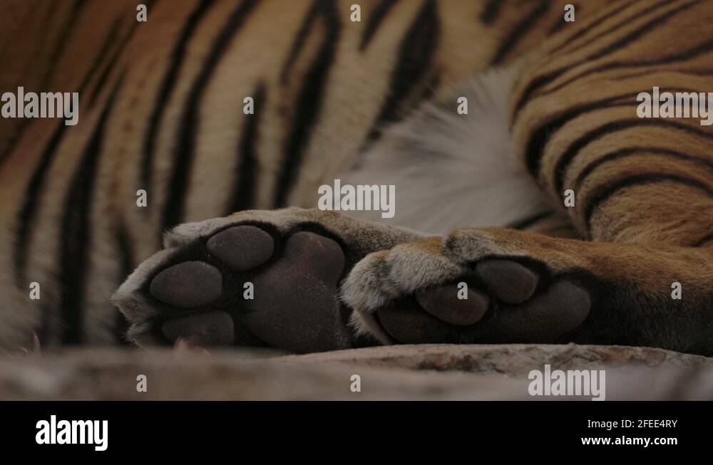 Tiger paws Stock Videos & Footage - HD and 4K Video Clips - Alamy
