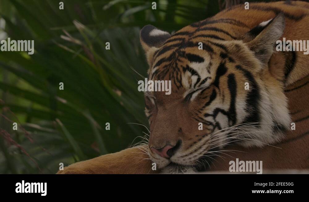 Tiger hunting in indian jungle Stock Videos & Footage - HD and 4K Video ...