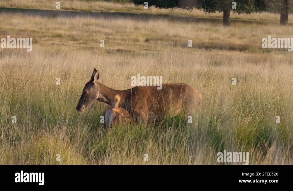 Red deer with fawn Stock Videos & Footage - HD and 4K Video Clips - Alamy