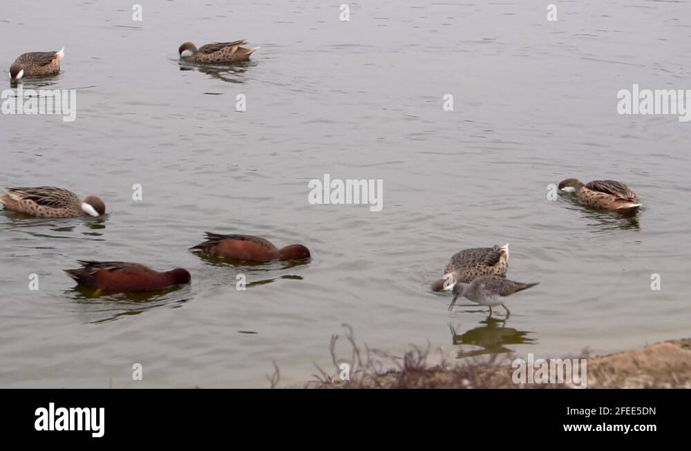 Andean duck Stock Videos & Footage - HD and 4K Video Clips - Alamy