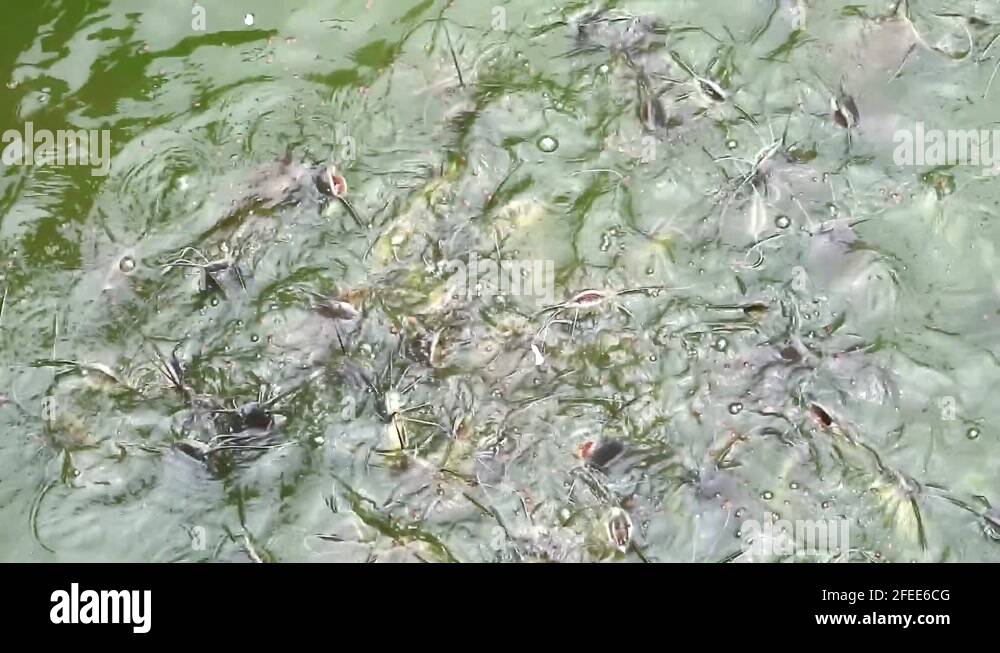 Power fish Stock Videos & Footage - HD and 4K Video Clips - Alamy