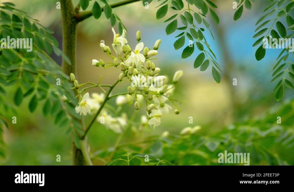 Moringa oleifera tree Stock Videos & Footage - HD and 4K Video Clips ...