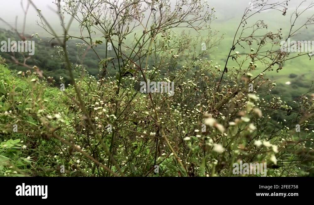 Flowering plants of india Stock Videos & Footage - HD and 4K Video ...