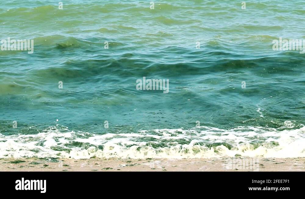 Blue-green algae Marine pollution and environmental pollution on beach ...