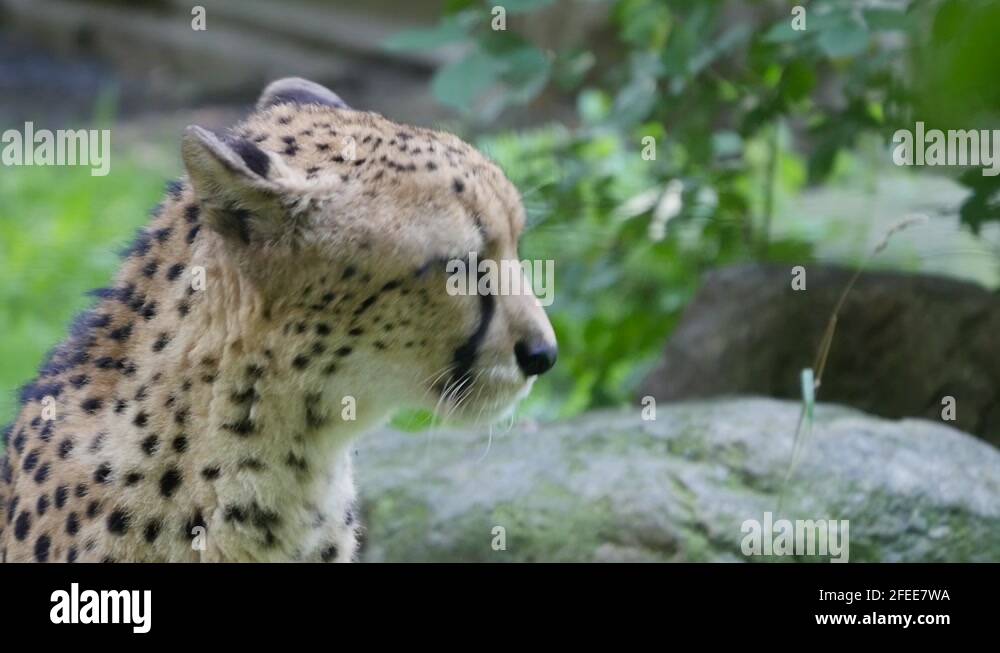 Cheetah head profile Stock Videos & Footage - HD and 4K Video Clips - Alamy