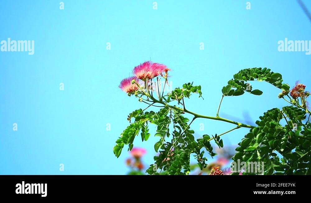 Monkey pod tree monkey pod Stock Videos & Footage - HD and 4K Video ...
