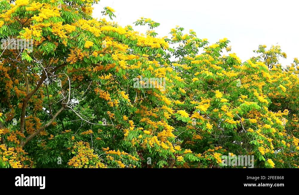 Narra tree Stock Videos & Footage - HD and 4K Video Clips - Alamy