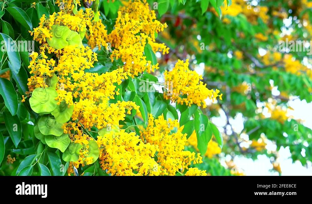 Padauk wood Stock Videos & Footage - HD and 4K Video Clips - Alamy