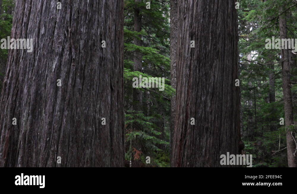 Two Giant Trees In A Healthy Forest Stock Video Footage - Alamy