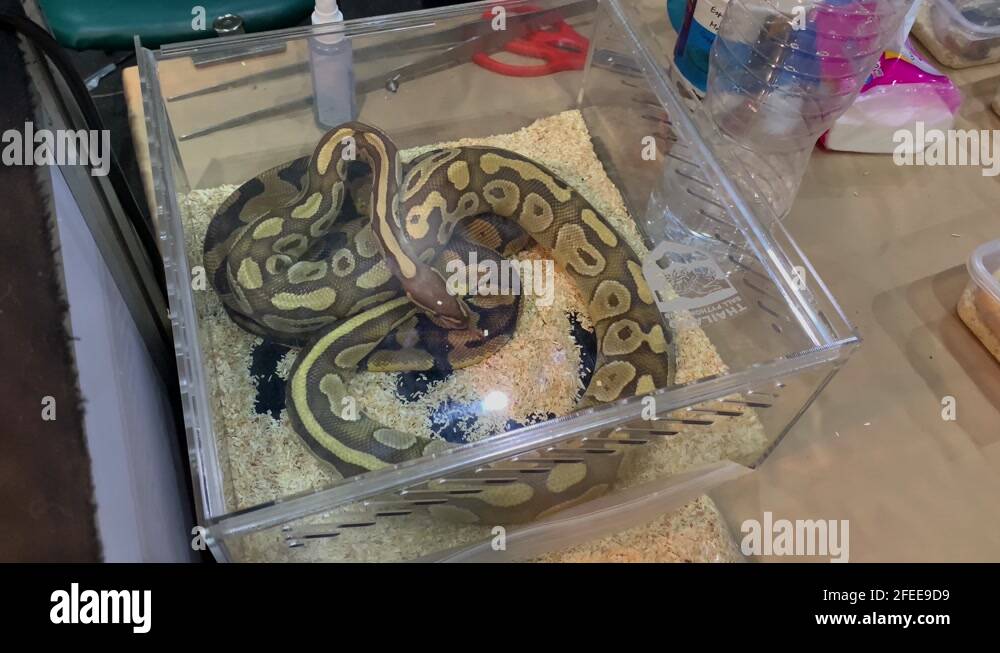 Ball Python Coiled Inside The Glass Cage With Wood Shavings At The Pet ...
