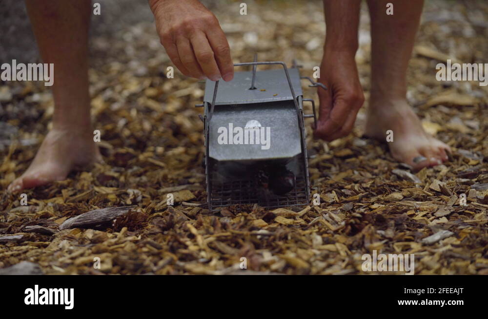 Release bird Stock Videos & Footage - HD and 4K Video Clips - Alamy