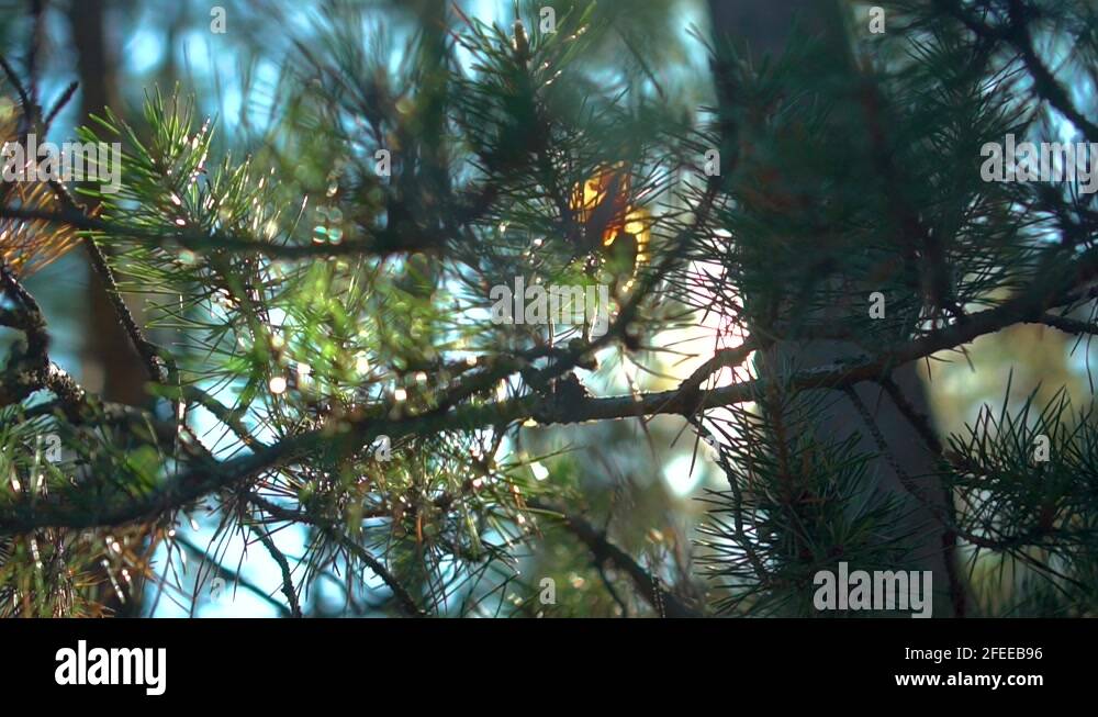 Long sharp needles Stock Videos & Footage - HD and 4K Video Clips - Alamy