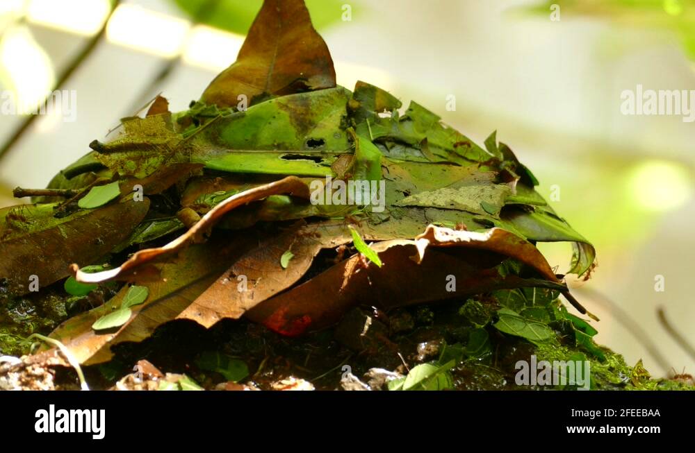 Leaf cutter ant nest Stock Videos & Footage - HD and 4K Video Clips - Alamy