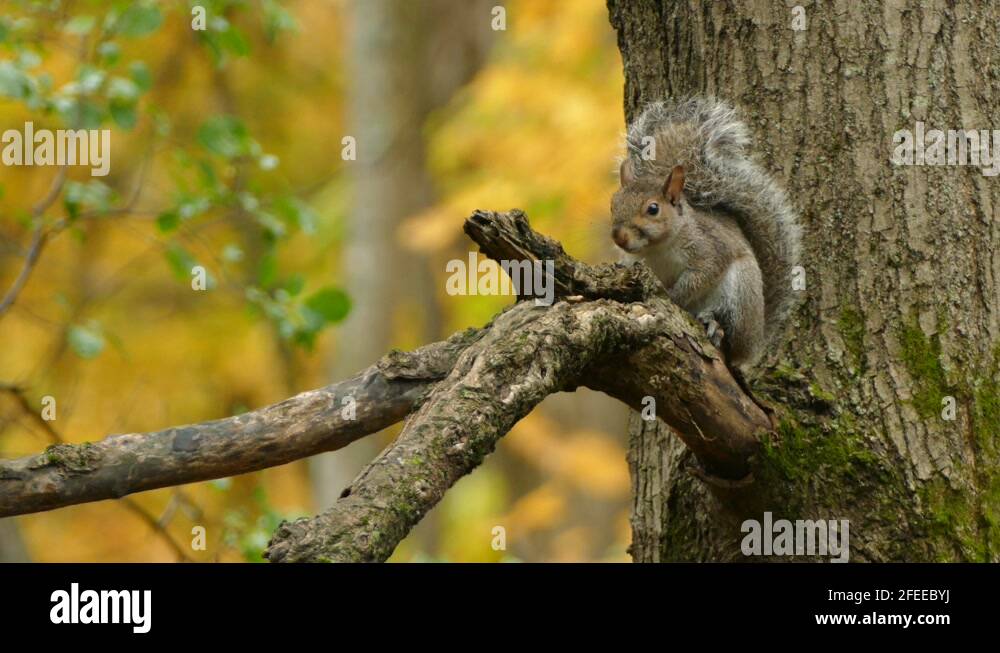 Wildlife tree habitat Stock Videos & Footage - HD and 4K Video Clips ...