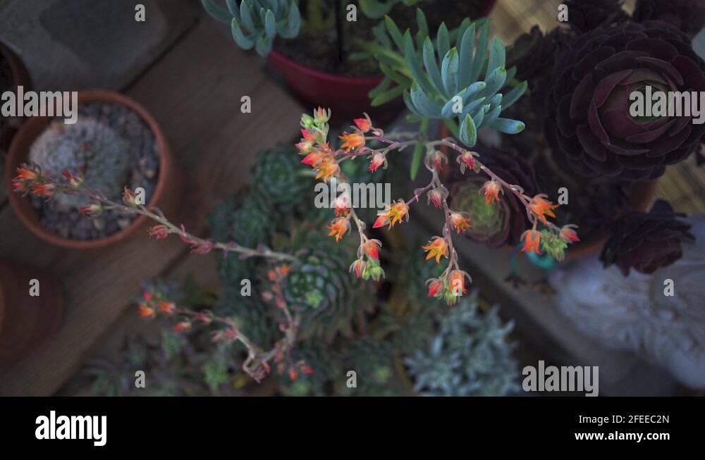 Zoomed in cactus Stock Videos & Footage - HD and 4K Video Clips - Alamy