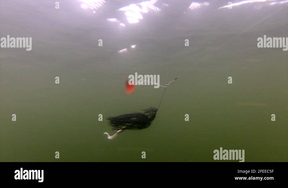 Angler fish lure Stock Videos & Footage - HD and 4K Video Clips - Alamy