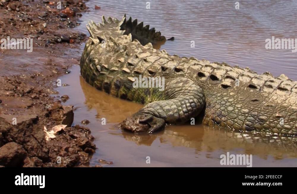 Crocodile legs Stock Videos & Footage - HD and 4K Video Clips - Alamy