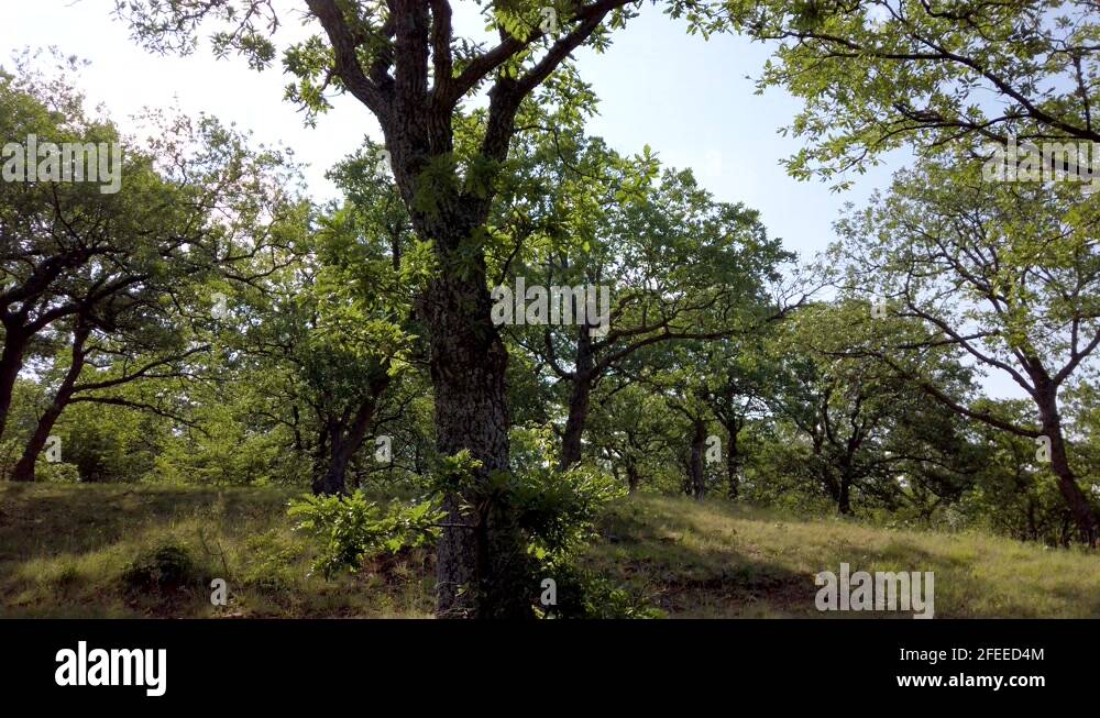 Tall, oak tree with a green crown. Tree roots, appearing above the soil ...