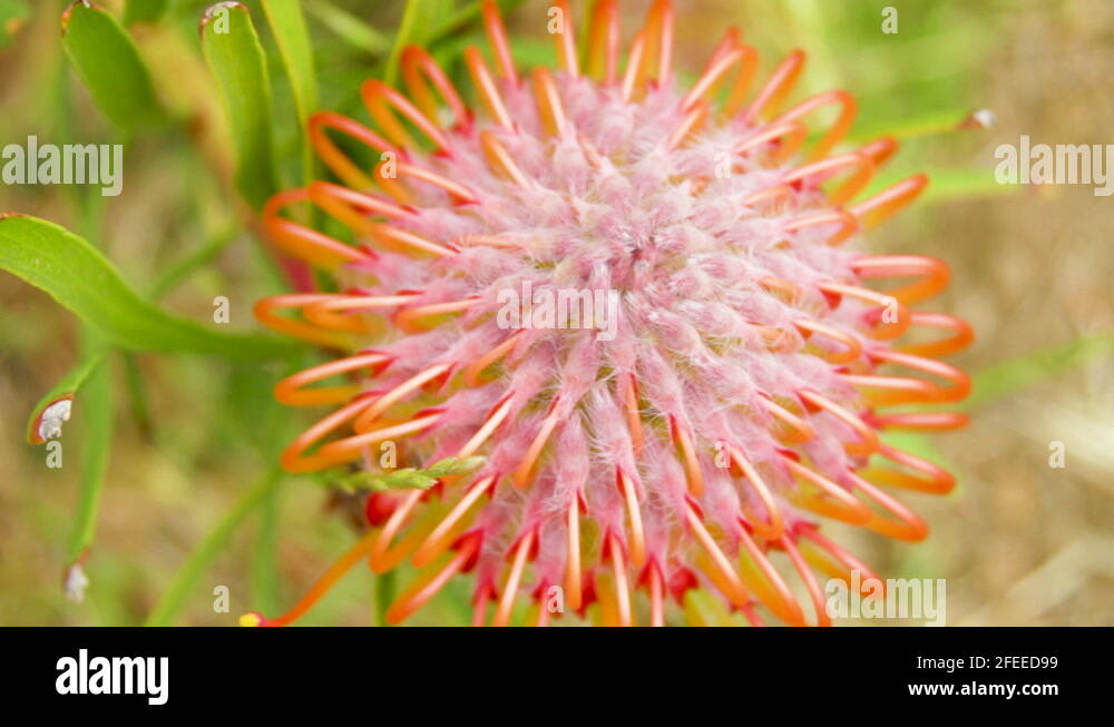 Nodding pincushion Stock Videos & Footage - HD and 4K Video Clips - Alamy
