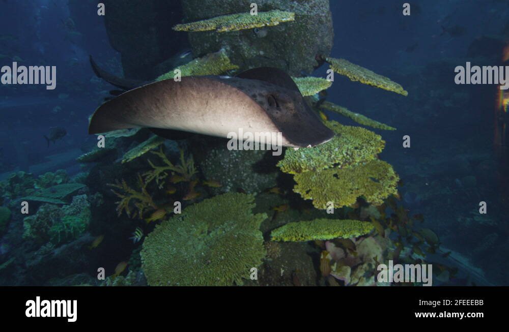 A reticulate whip ray or honeycomb stingray is one of the species of ...