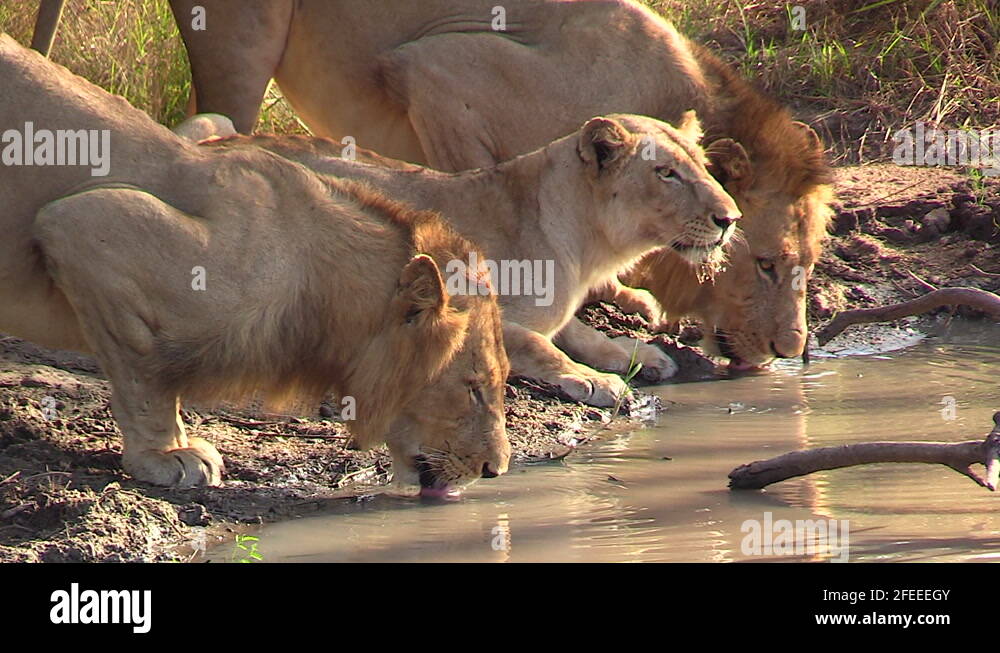 A lions habitat Stock Videos & Footage - HD and 4K Video Clips - Alamy
