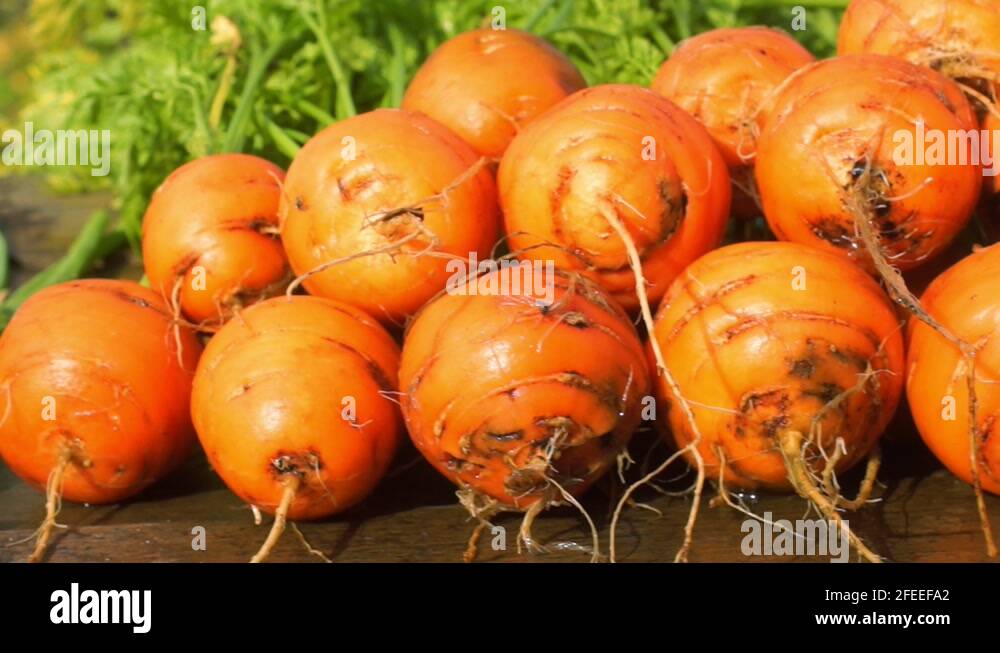 Round farm table Stock Videos & Footage - HD and 4K Video Clips - Alamy