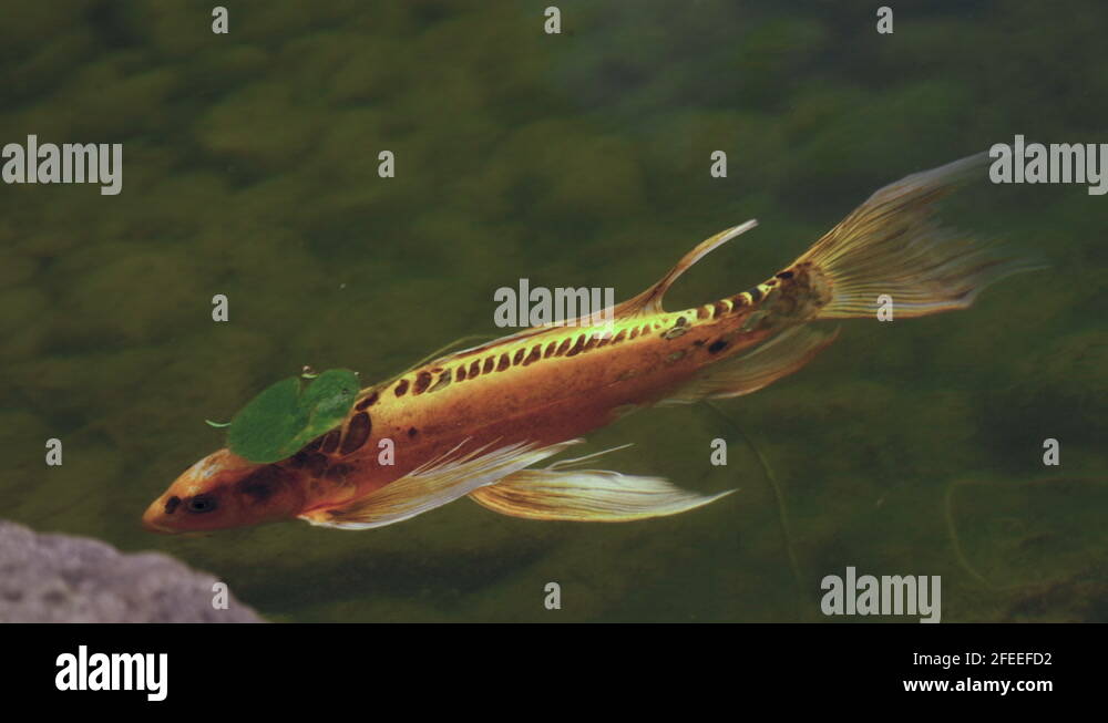 Ornamental lilly Stock Videos & Footage - HD and 4K Video Clips - Alamy