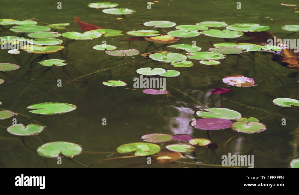 Fish flow Stock Videos & Footage - HD and 4K Video Clips - Alamy