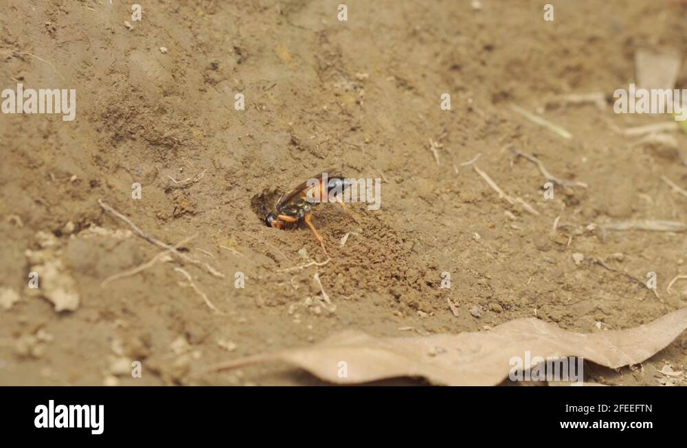 Ground digging wasp Stock Videos & Footage - HD and 4K Video Clips - Alamy