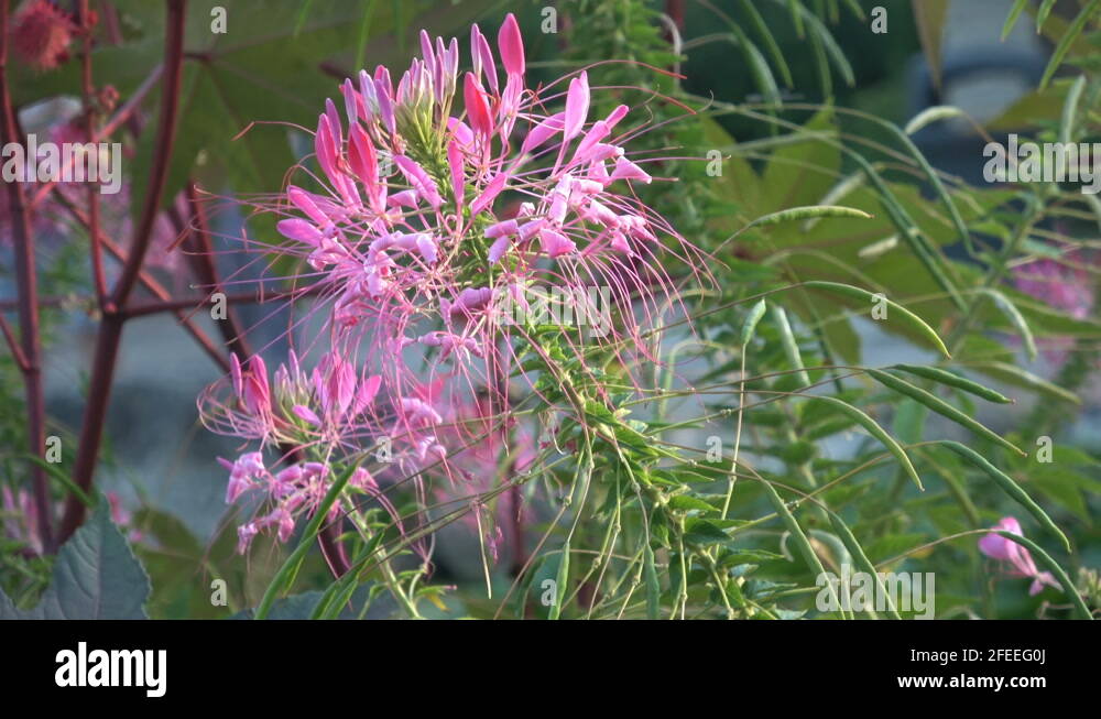 Spider flower garden Stock Videos & Footage - HD and 4K Video Clips - Alamy