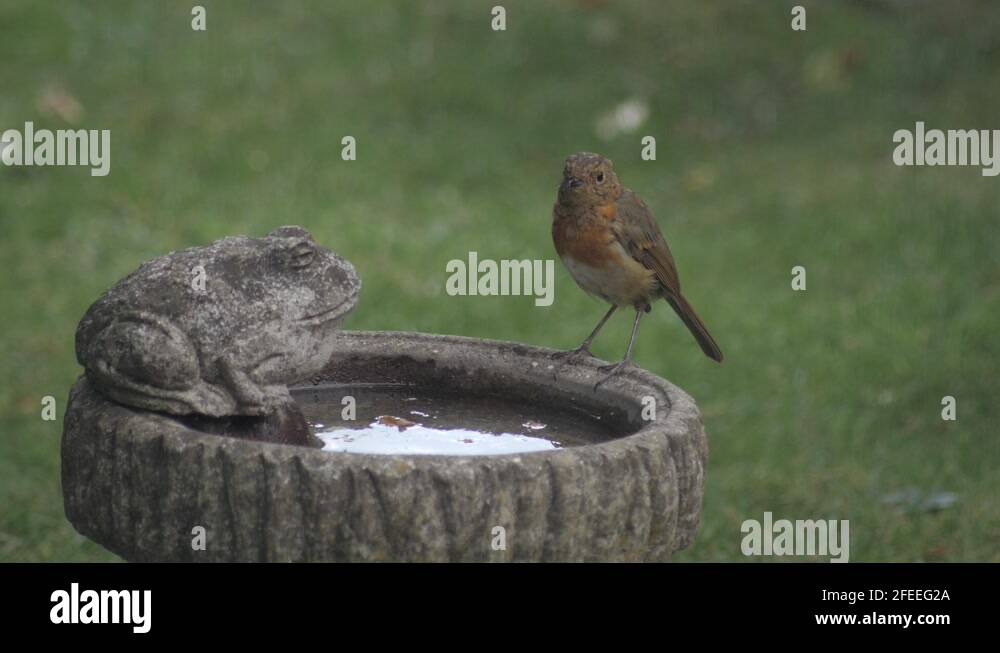Robin fauna Stock Videos & Footage - HD and 4K Video Clips - Alamy